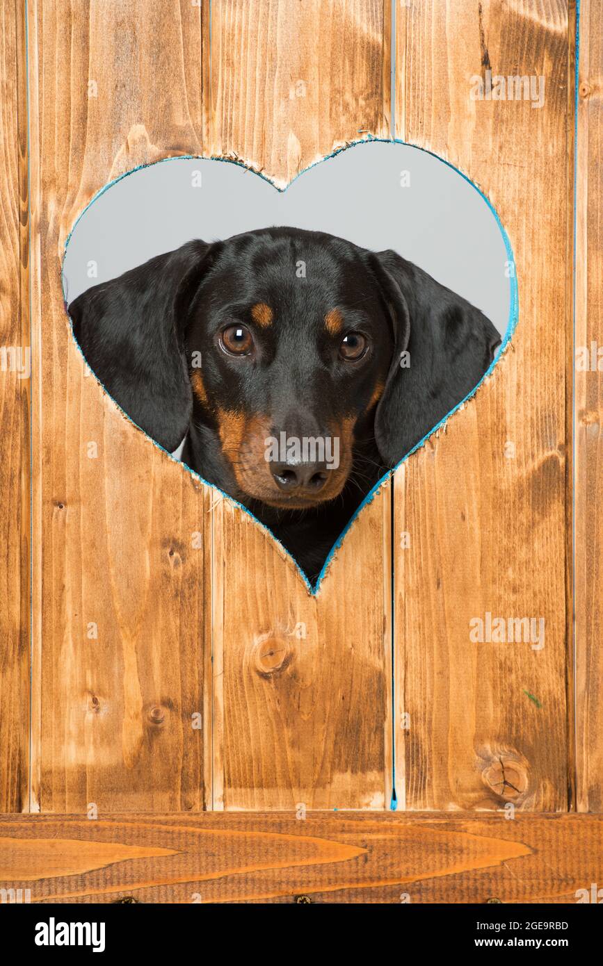 Dog behind a wooden wall looking through a heart Stock Photo - Alamy