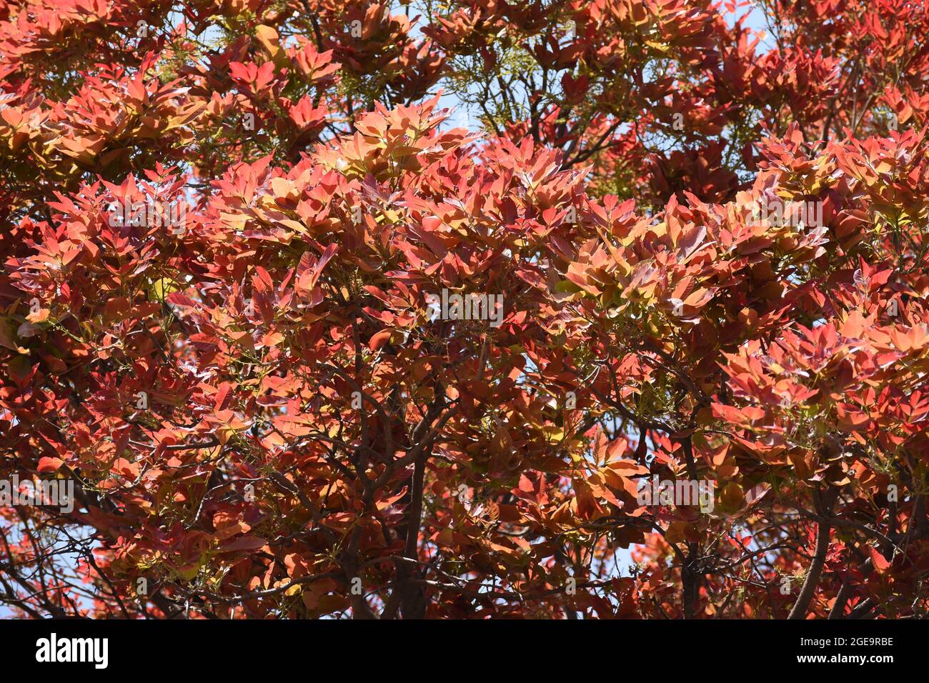 Colorful branches of Kusum tree during spring Stock Photo - Alamy