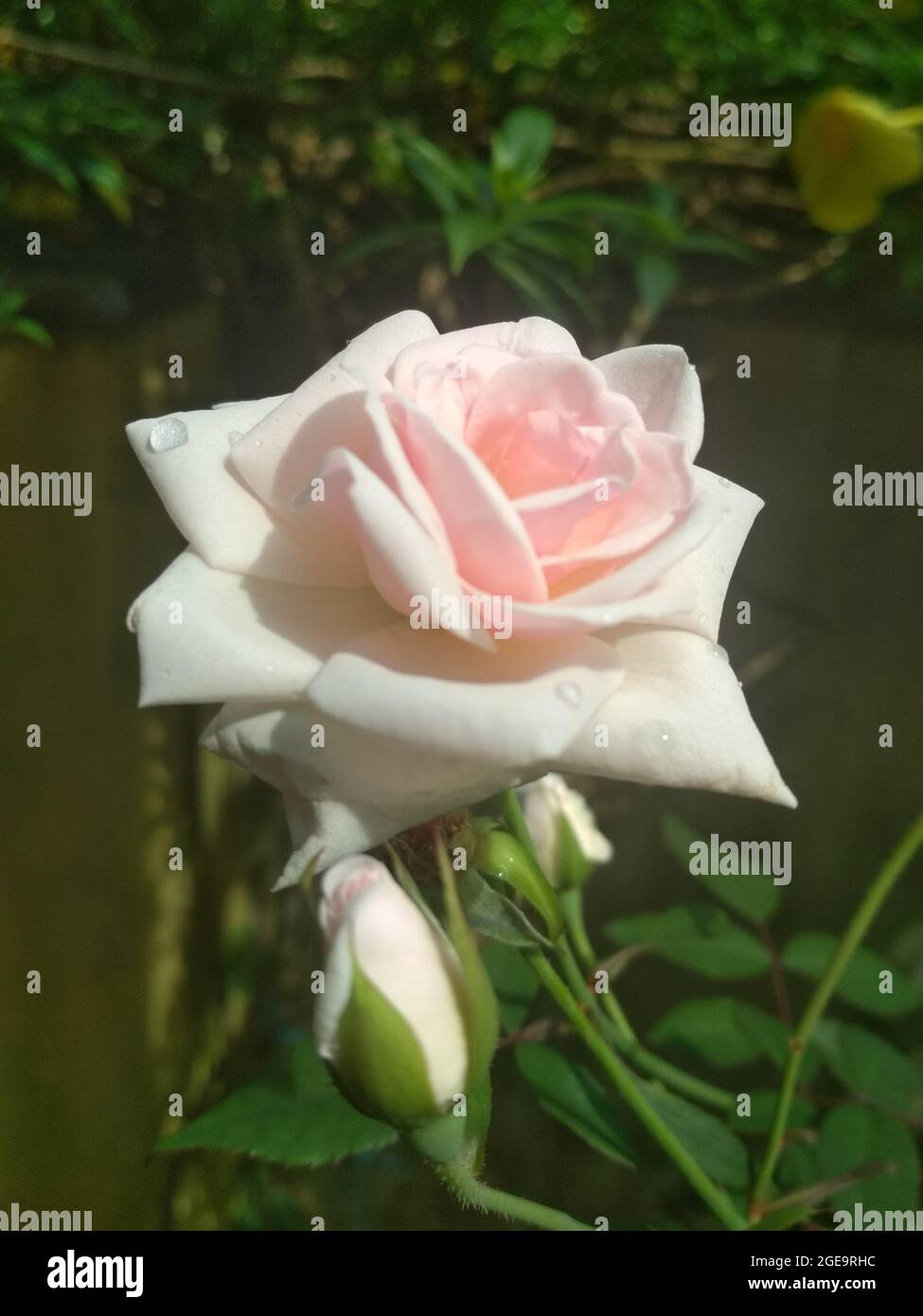 Selective focus shot of a pink rose flowering plant growing in the ...