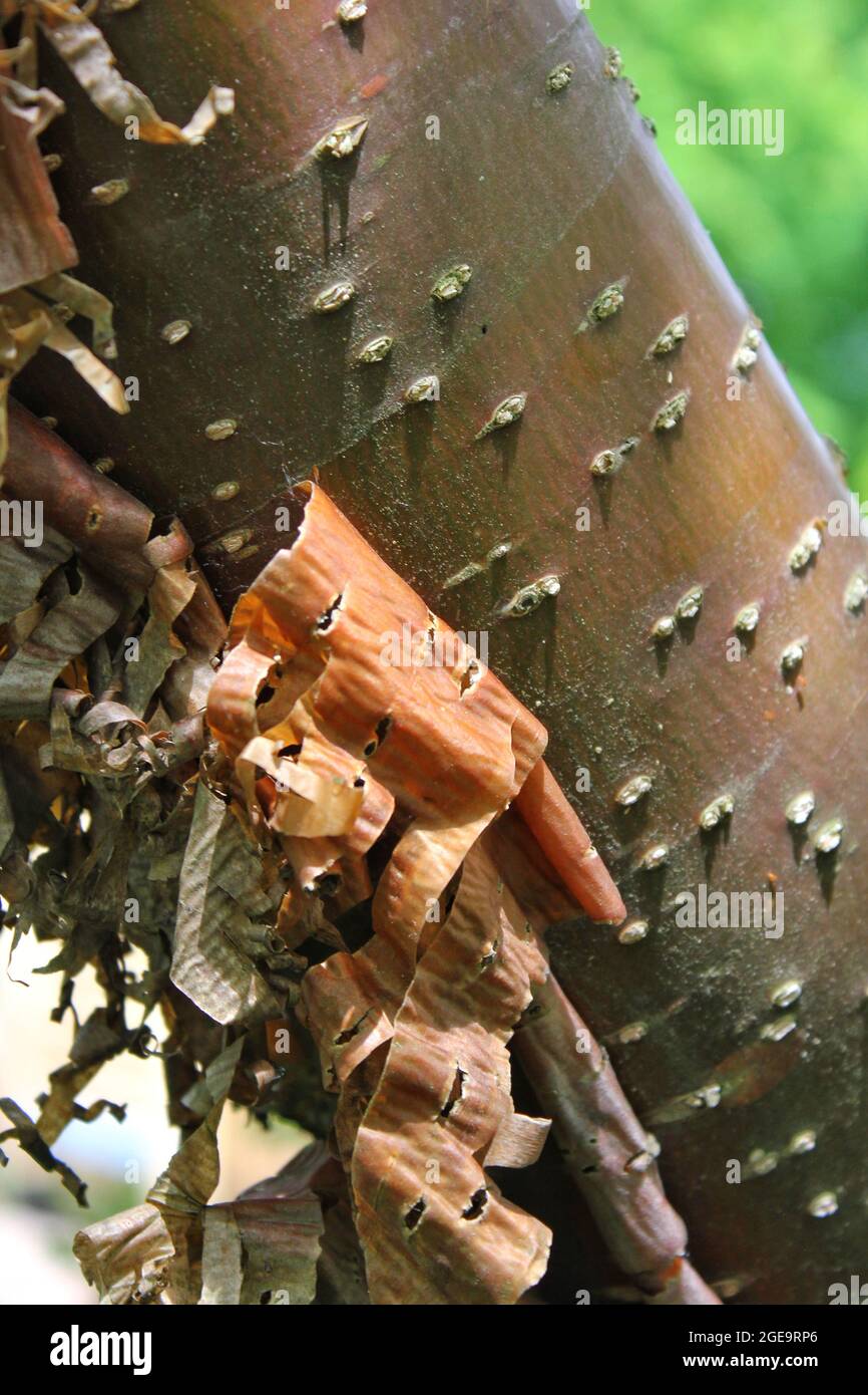 Branch breaking off hi-res stock photography and images - Alamy