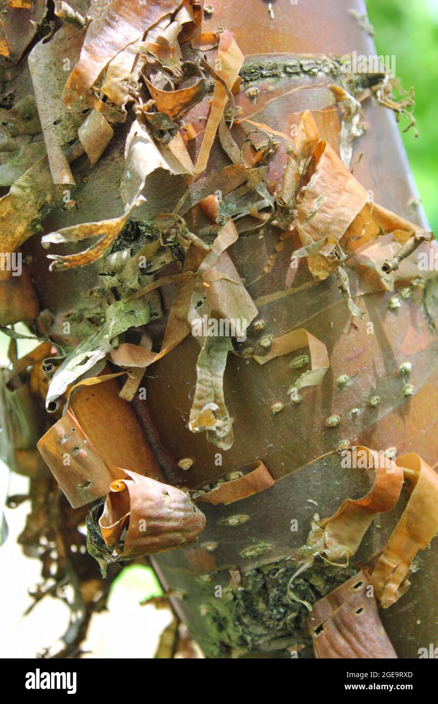 Unusual tree bark curling on the branch in the summer sun Stock Photo ...