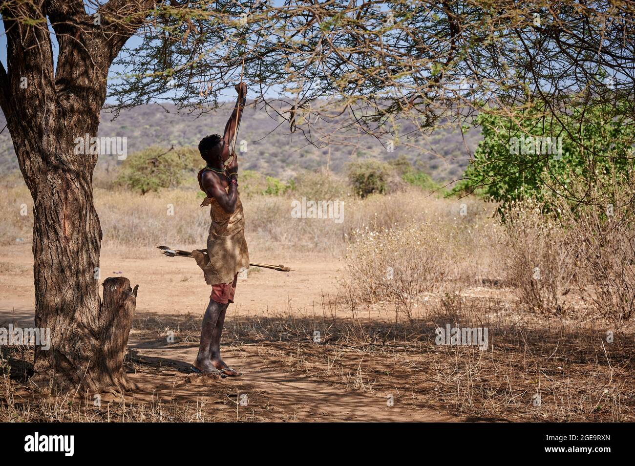 hunting bushmen of Hadzabe tribe with bow and arrow, Lake Eyasi ...
