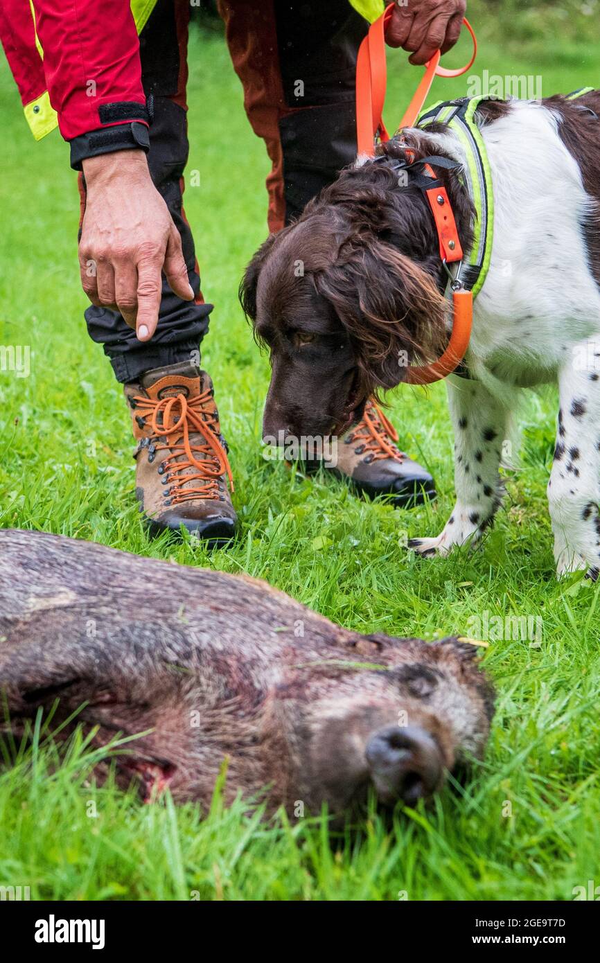 Cadavers detection dog hi-res stock photography and images - Alamy