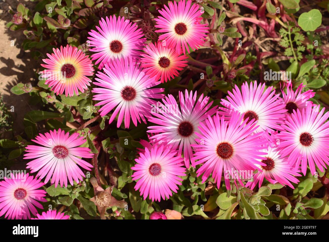 Bright Pink Livingstone Daisy High Resolution Stock Photography and ...