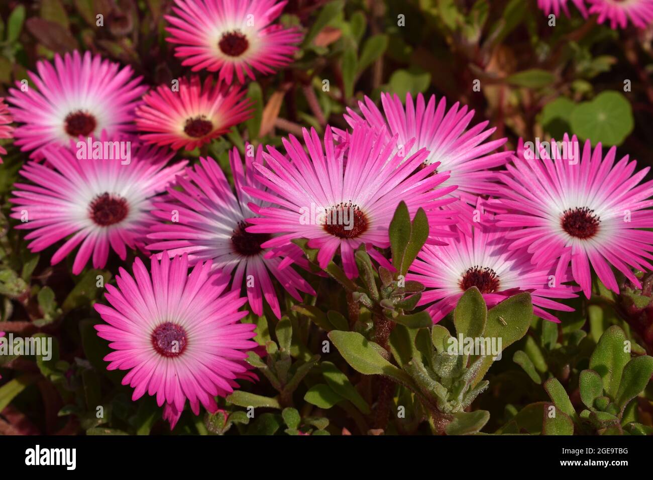 Livingstone family hi-res stock photography and images - Alamy