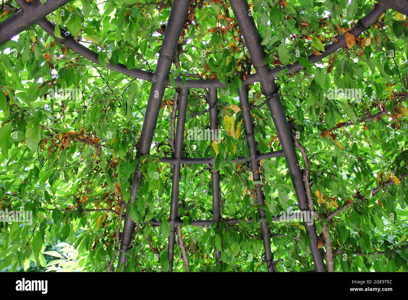 Garden trellis providing some shade in the summer sun Stock Photo - Alamy
