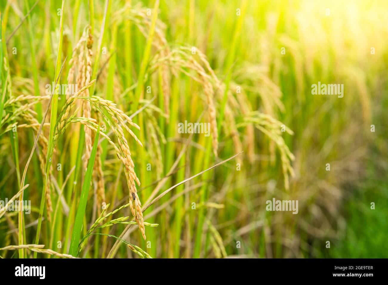 Beautiful ripe rice paddy field background in Chiangmai Thailand Stock ...