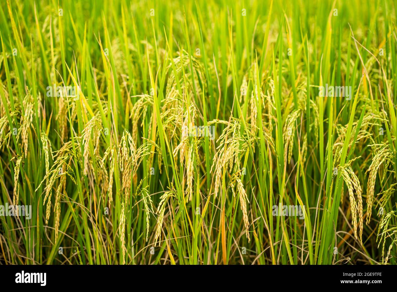 Beautiful ripe rice paddy field background in Chiangmai Thailand Stock ...