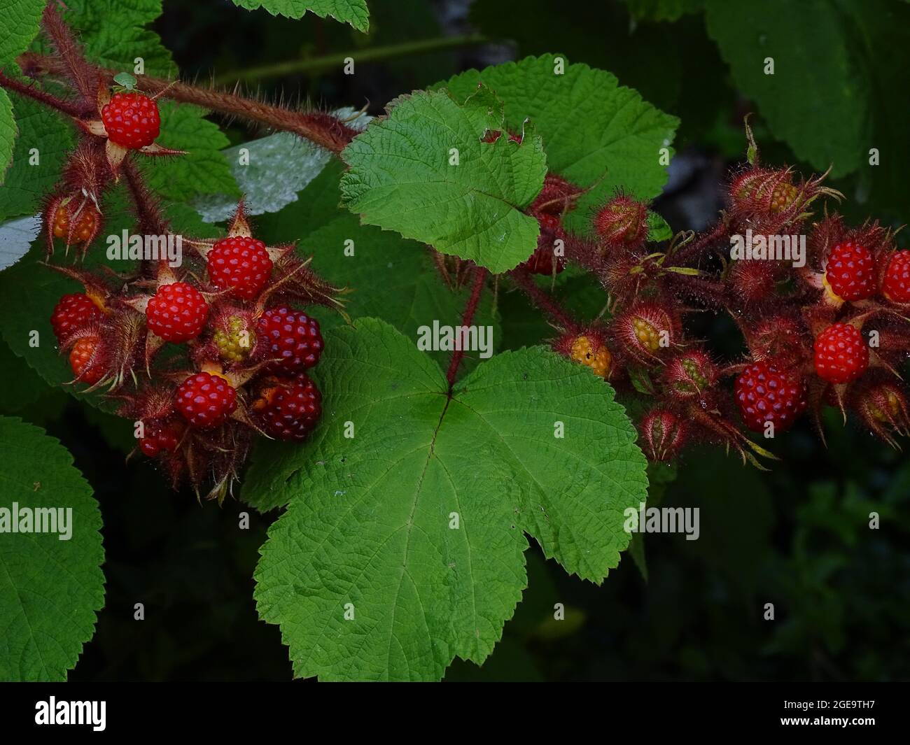 the delicious red ripe berries of the Rubus phoenicolasius with green ...