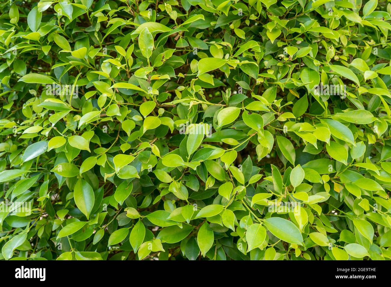Ficus annulata tree used for the background Stock Photo - Alamy