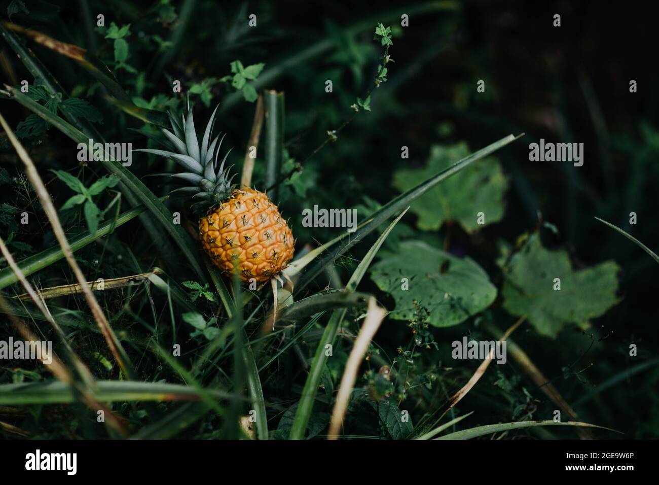 Wild tropical pineapple fruit growing among lush green foliage in ...