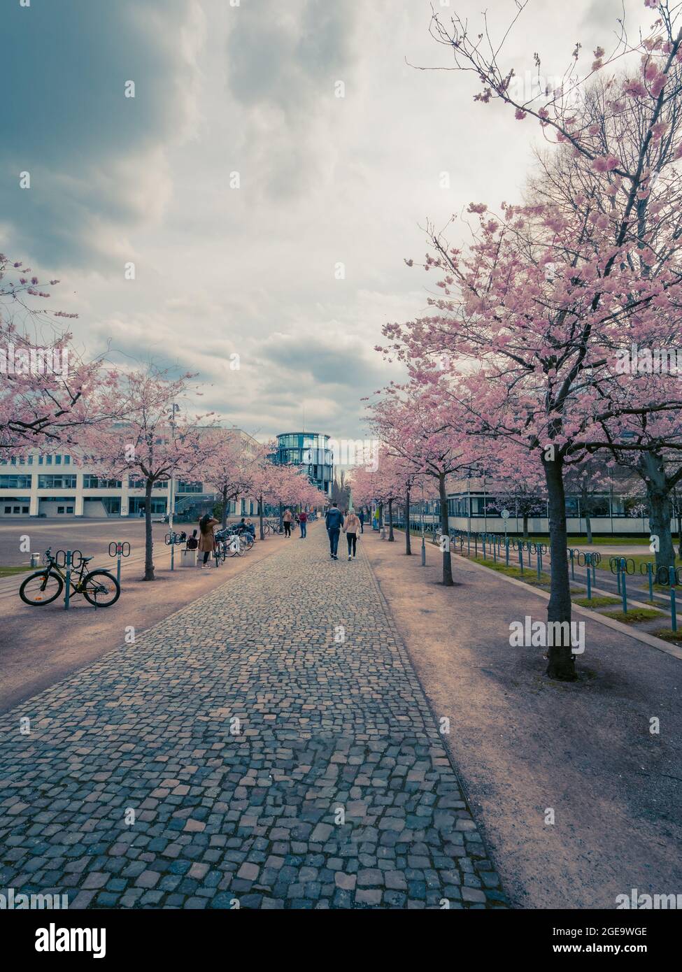 GOETTINGEN, GERMANY - May 13, 2021: An avenue of cherry blossoms on the ...