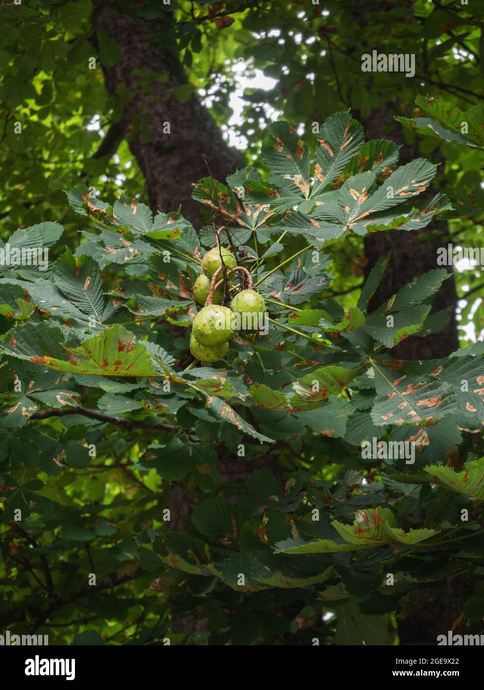 Chestnut tree with green chestnuts Stock Photo - Alamy