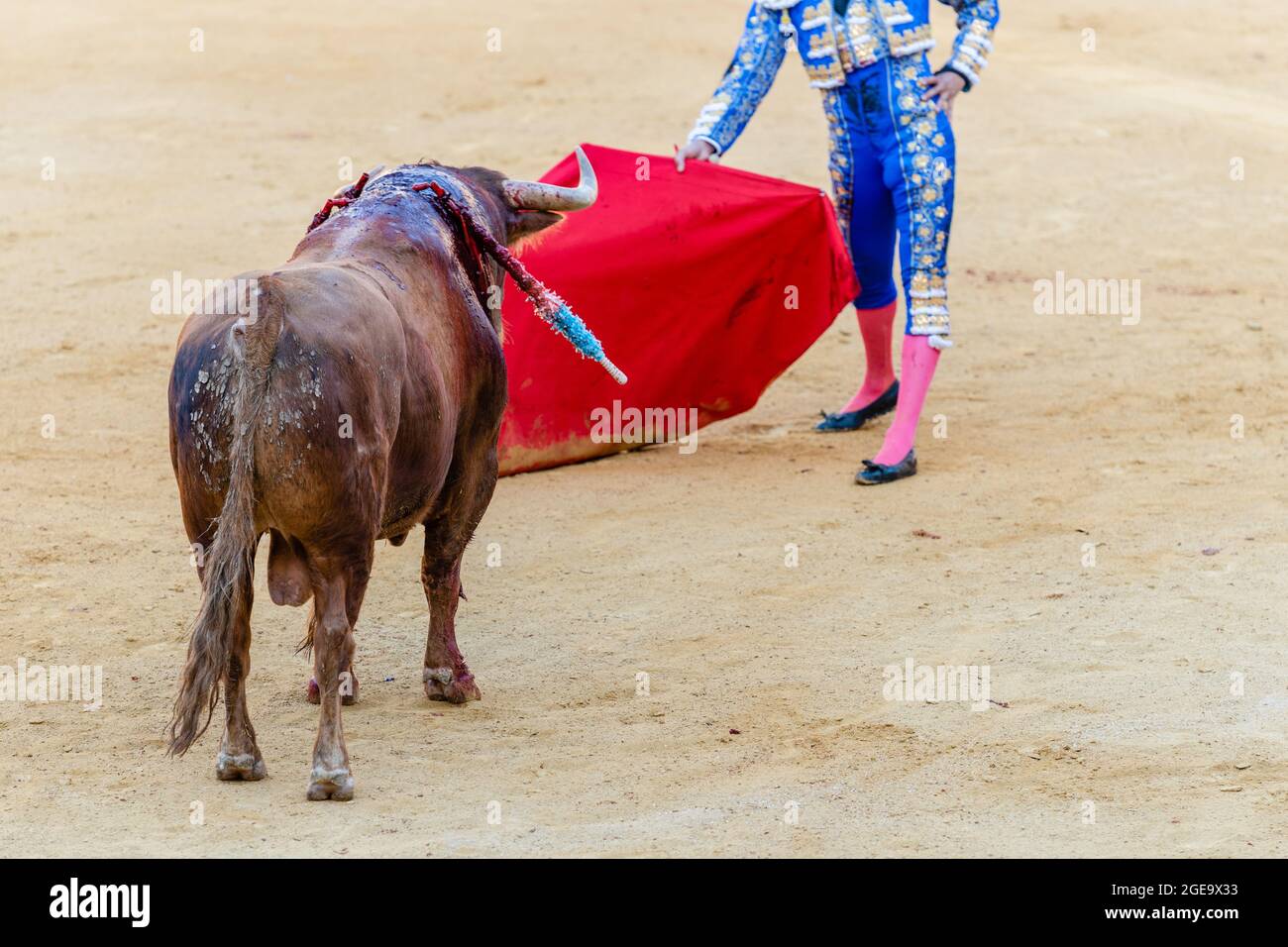 Crop of unrecognizable bullfighter in traditional costume and with red ...