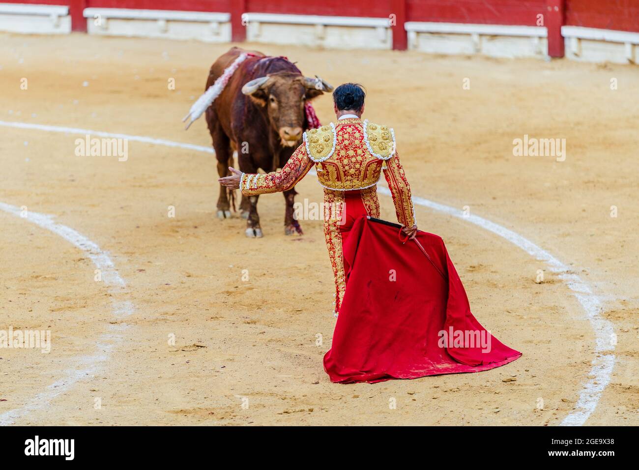 Back view of unrecognizable bullfighter in traditional costume and with ...