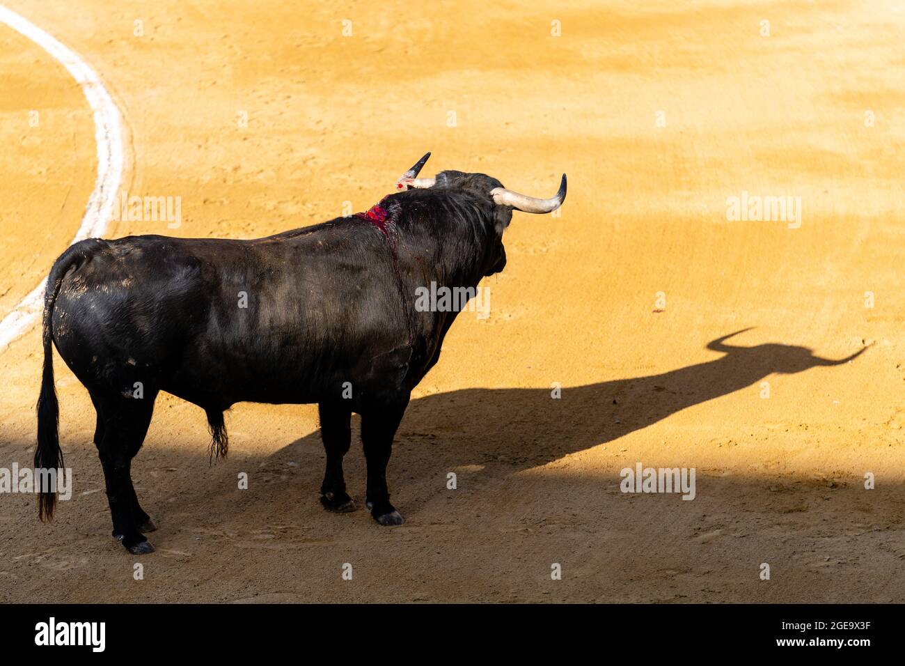 Wounded horn hi-res stock photography and images - Alamy
