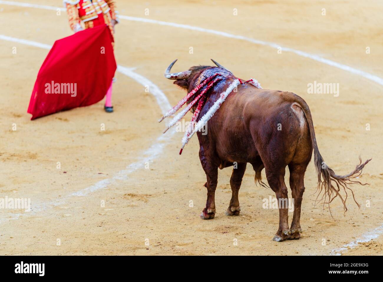 Crop of unrecognizable bullfighter in traditional costume and with red ...
