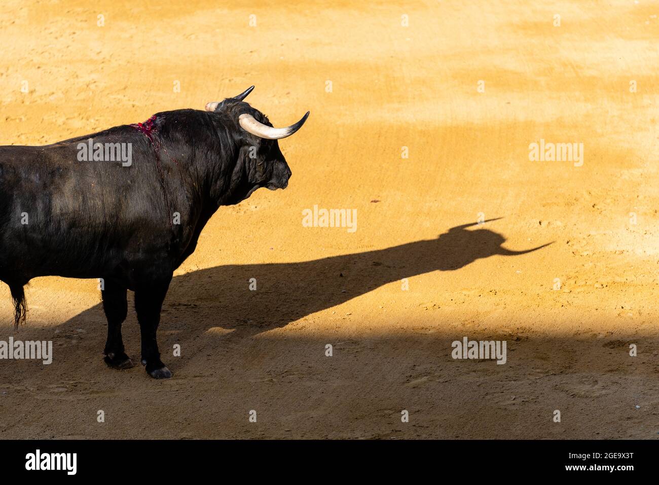 Side view of crop wounded bull with black fur standing on sandy ...