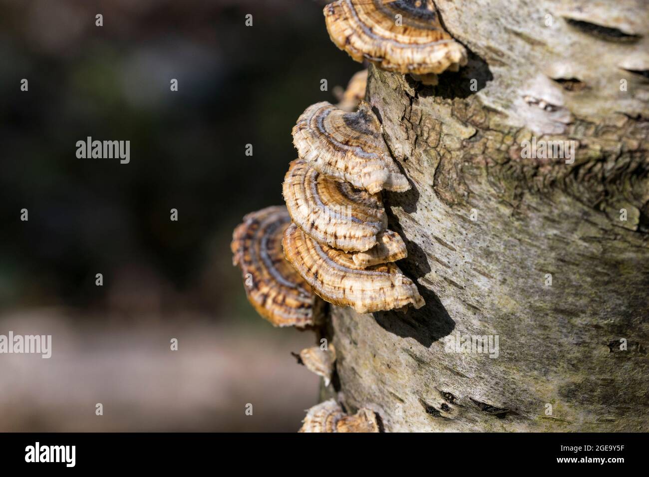 Turkey tail fungus Trametes versicolor growing on a Birch tree Stock ...