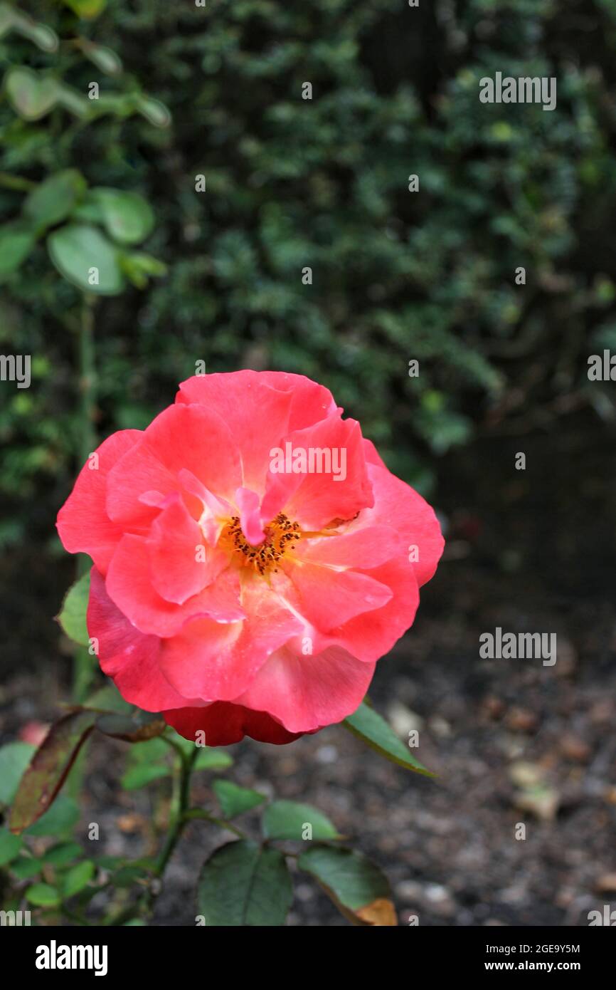 Gorgeous pink flower growing in the garden in the summer sun Stock ...