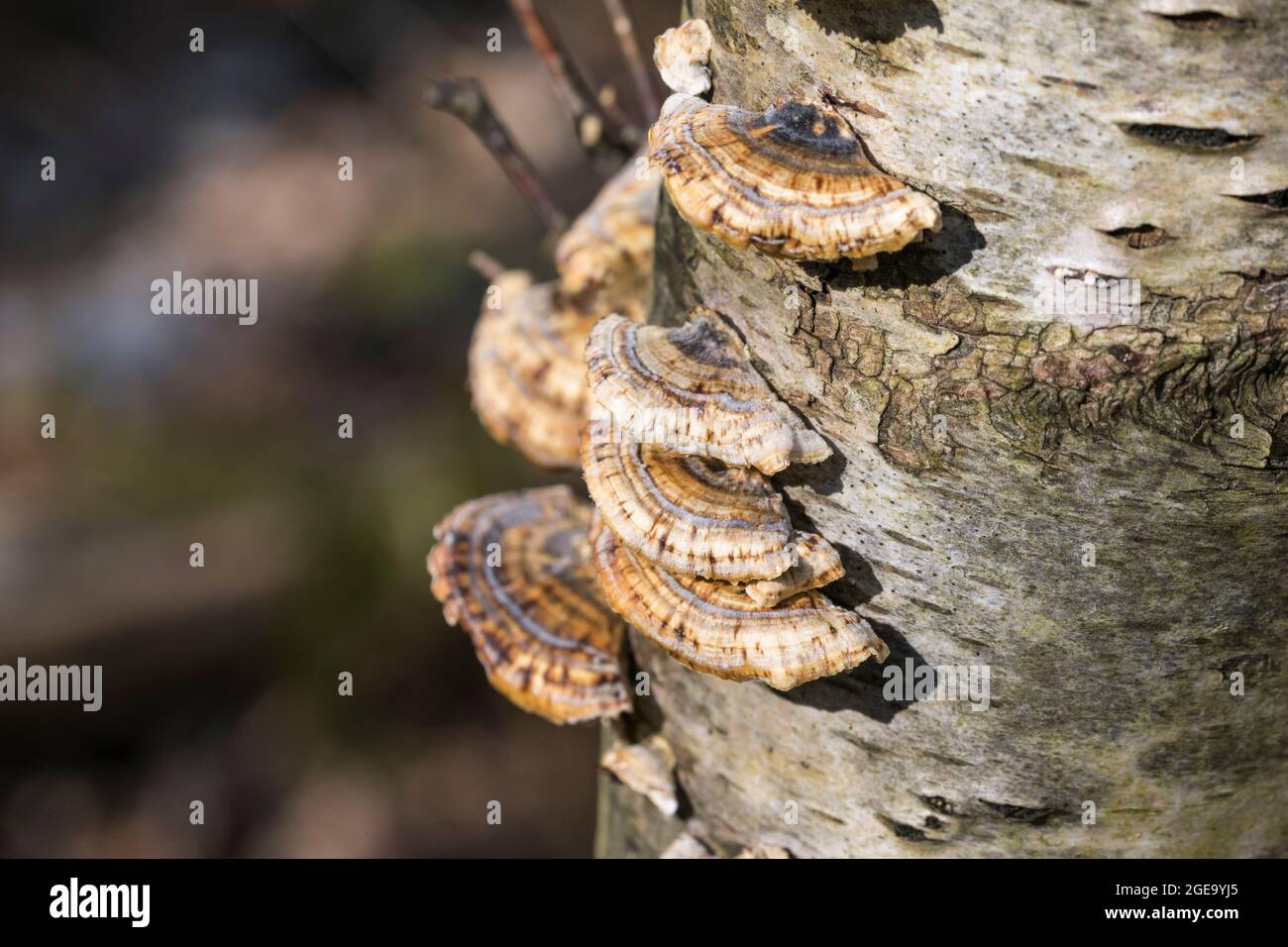 Turkey tail fungus Trametes versicolor growing on a Birch tree Stock ...