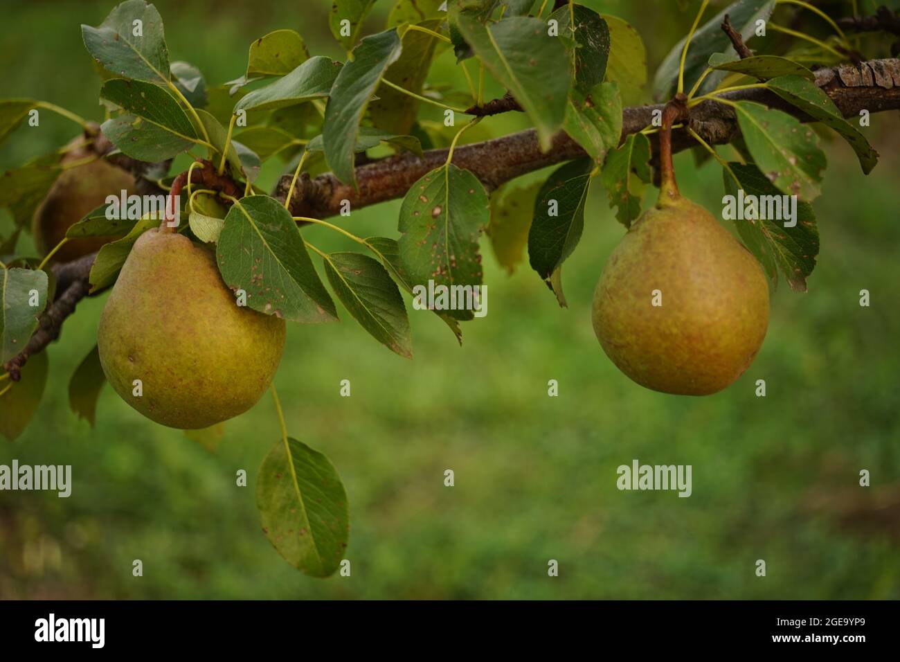 Two ripe pears hanging on the tree Stock Photo - Alamy