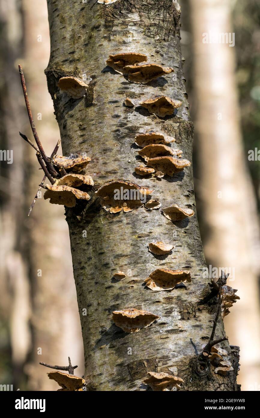 Turkey tail fungus Trametes versicolor growing on a Birch tree Stock ...