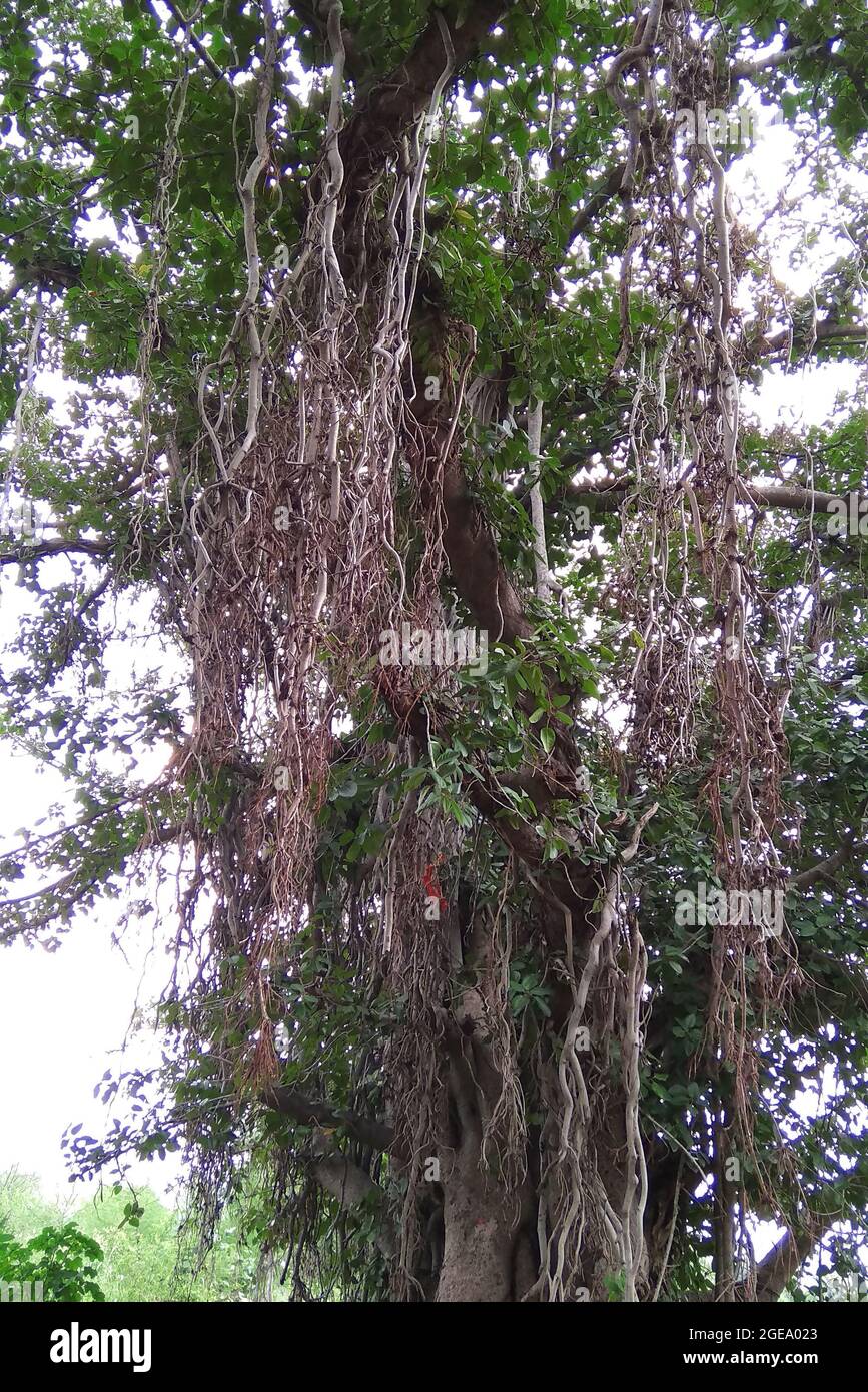 Hanging roots hi-res stock photography and images - Alamy