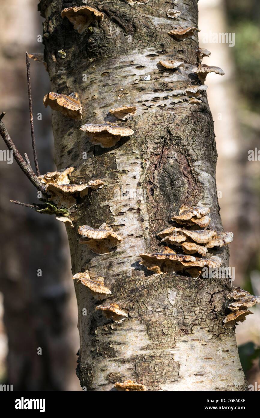 Turkey tail fungus Trametes versicolor growing on a Birch tree Stock ...