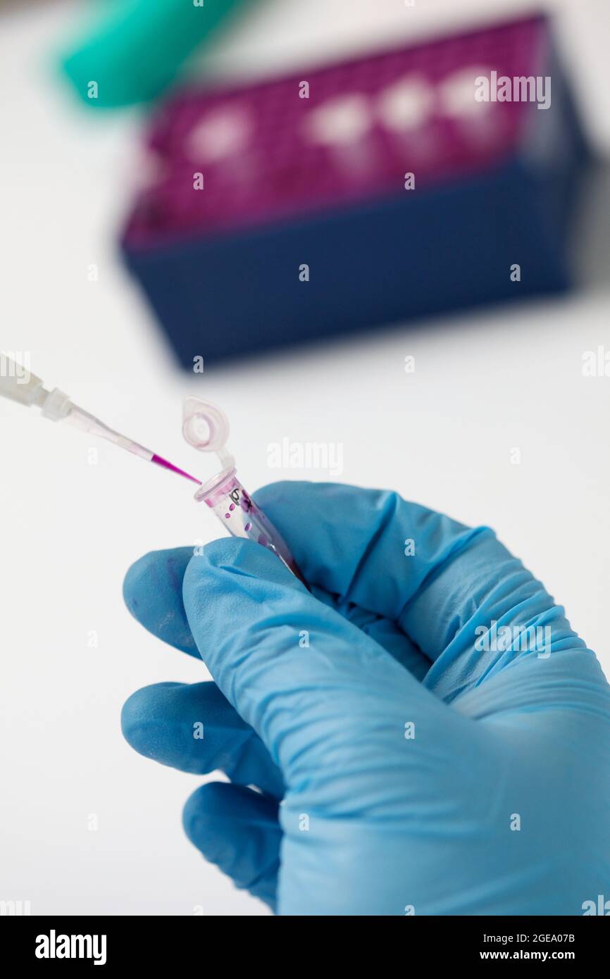 Bio Chemistry science lab technician testing with a pipette Stock Photo ...