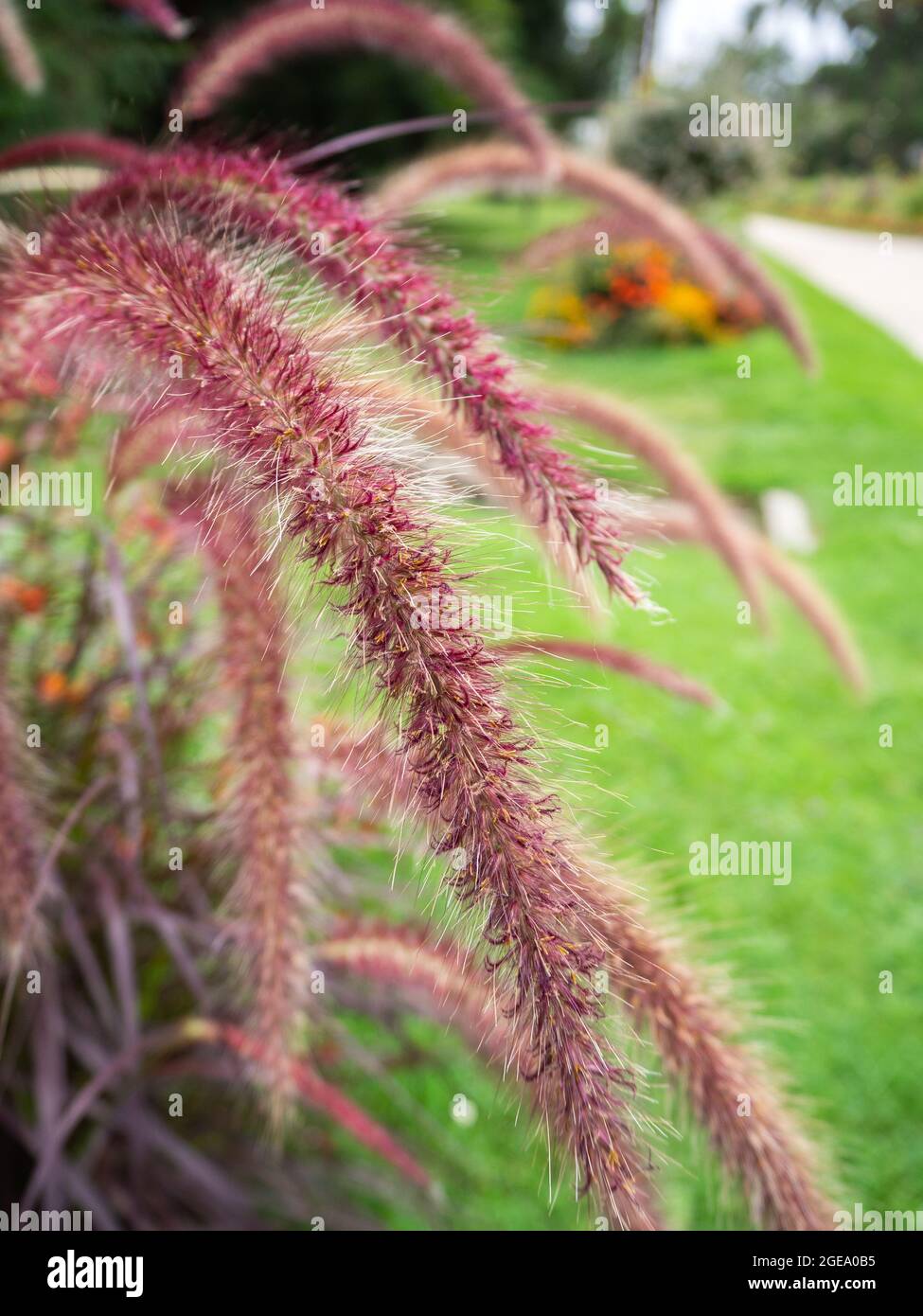 Plantas vintage hi-res stock photography and images - Alamy