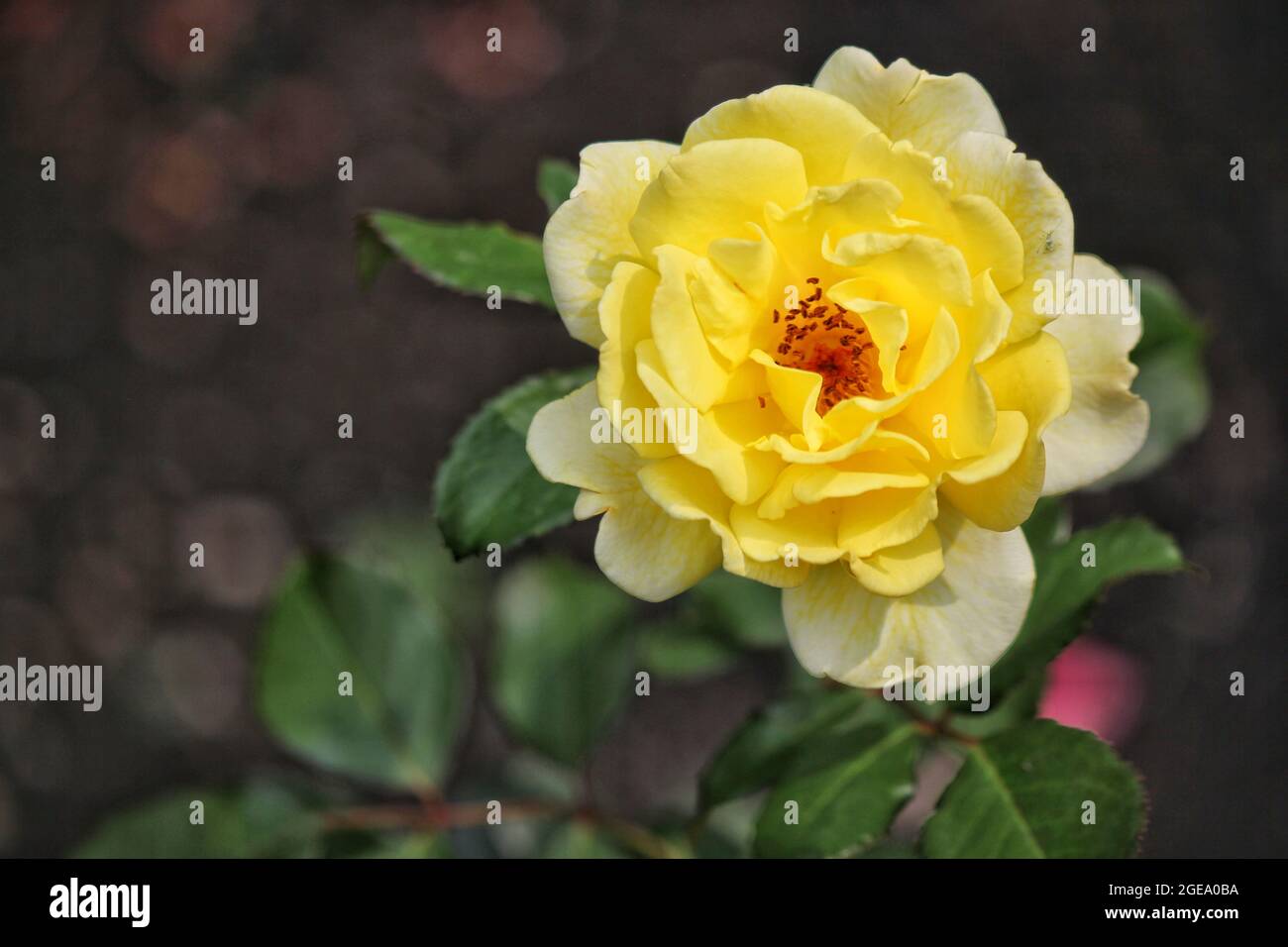Bright yellow rose growing in the flower garden in the summer sun Stock ...