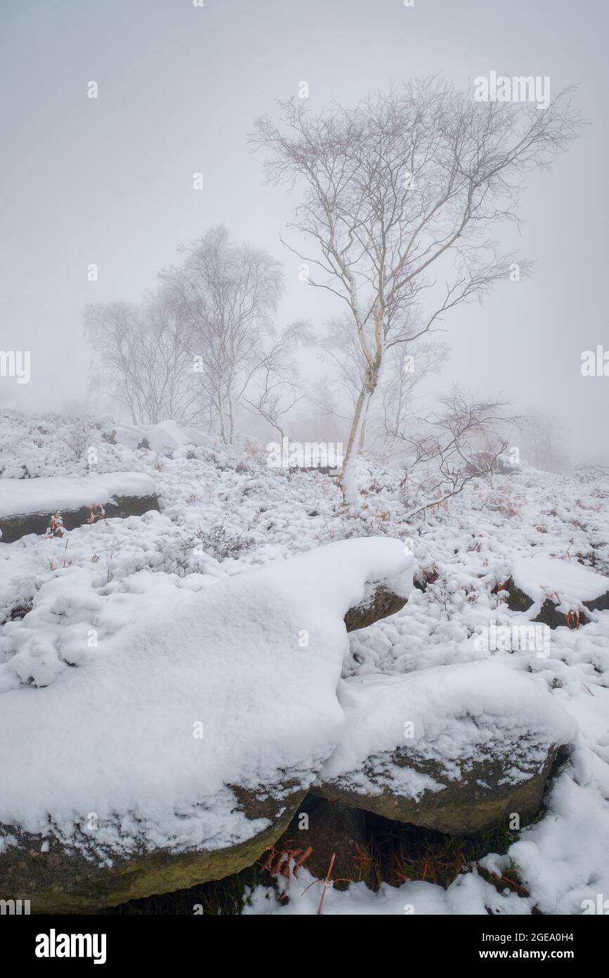 Snow covered rocks and silver birch trees in a wintery landscape Stock ...