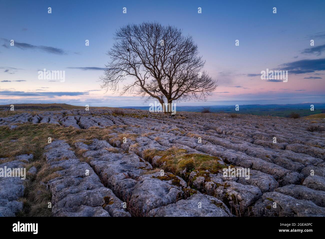 Lone tree at dawn growing in limestone pavement Stock Photo - Alamy
