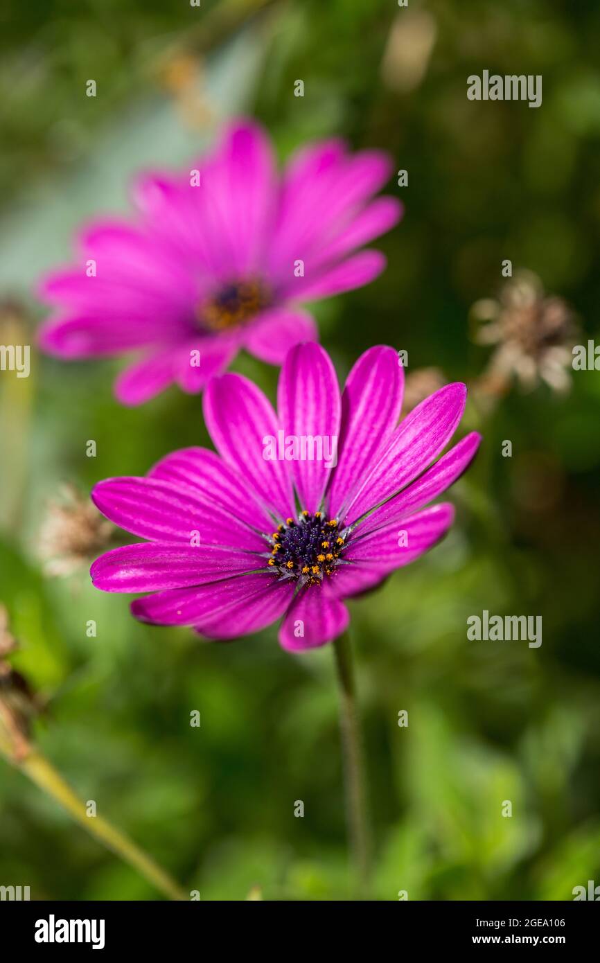 Two beautiful daisy flowers hi-res stock photography and images - Alamy