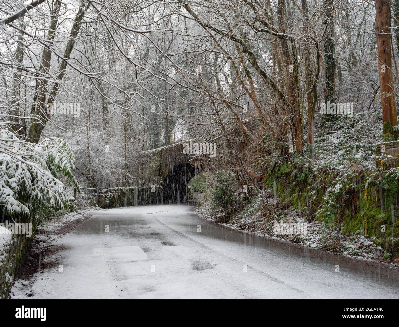 Snow falling on a tree lined road in winter Stock Photo - Alamy