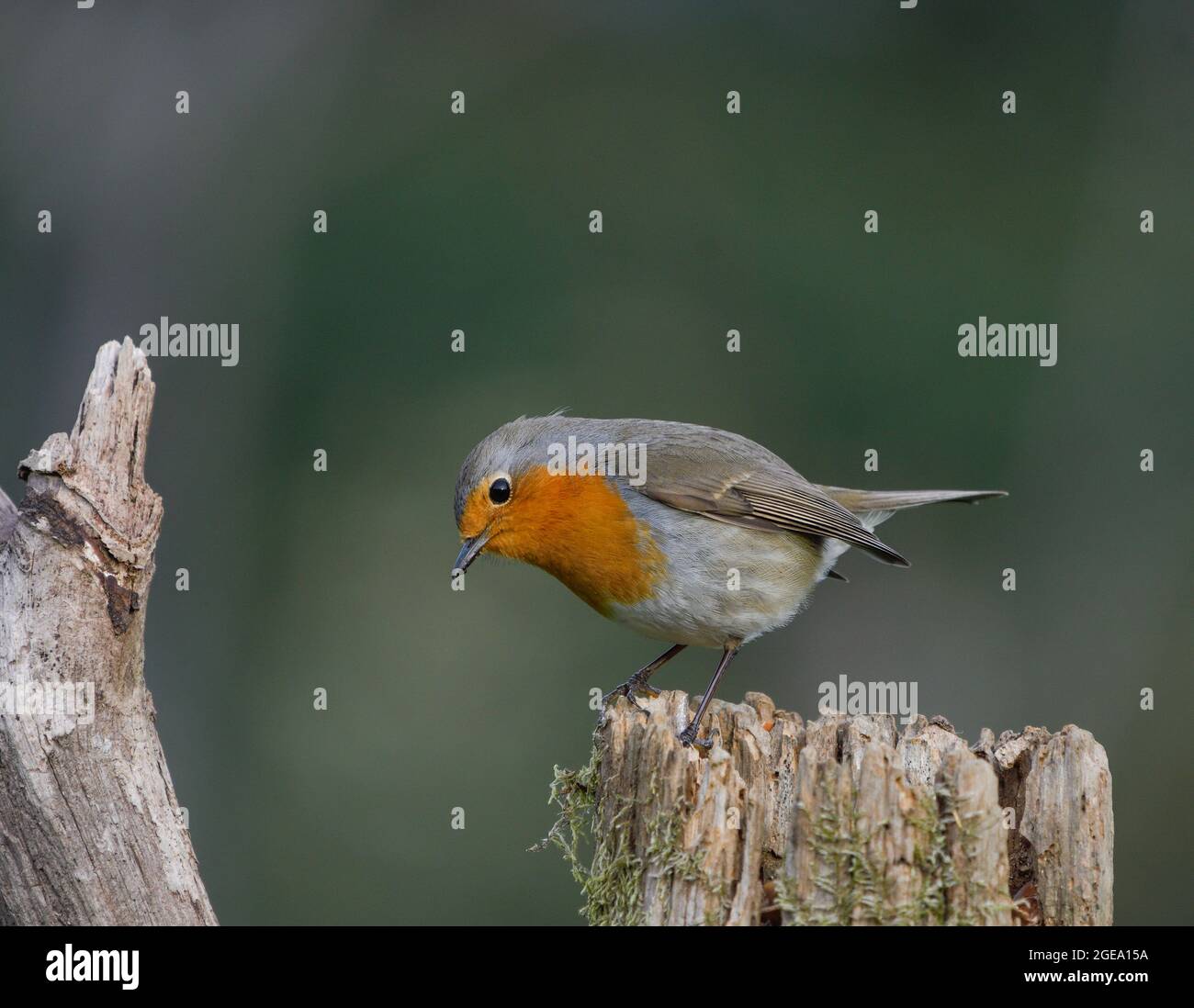 Animales robin hi-res stock photography and images - Alamy