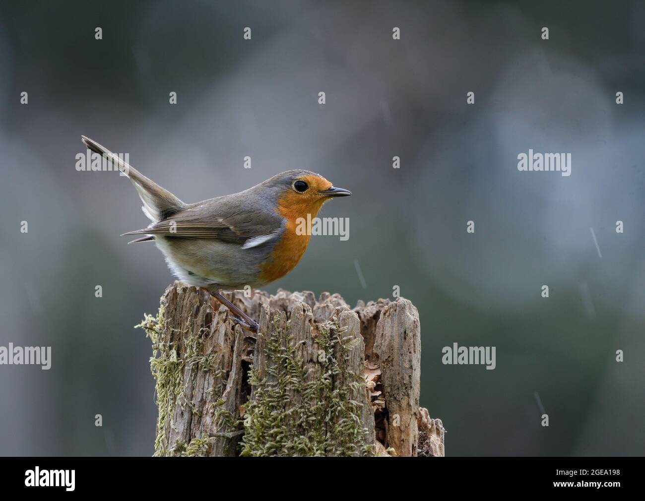 Animales robin hi-res stock photography and images - Alamy