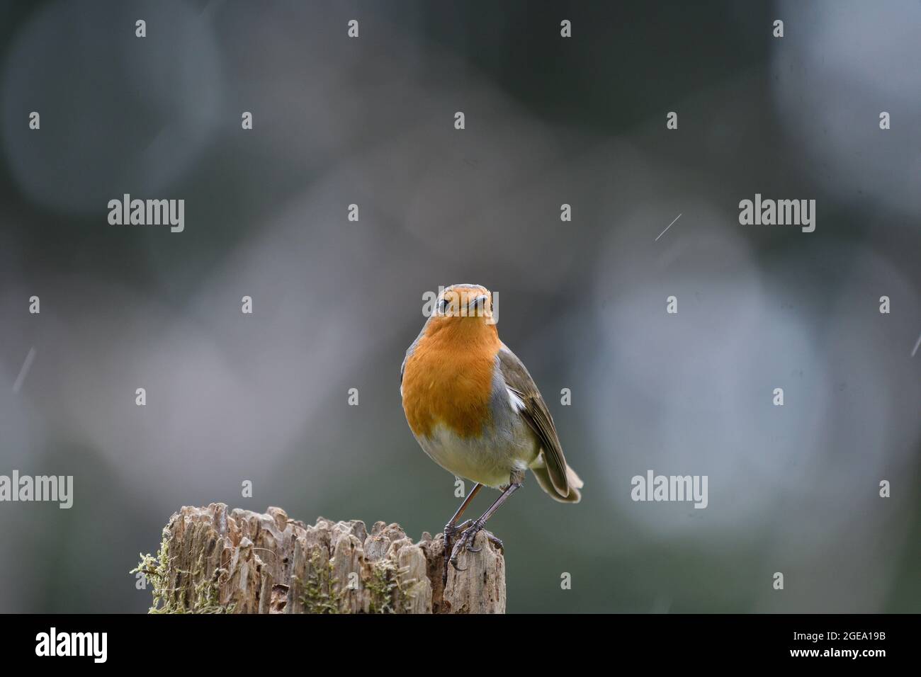 Animales robin hi-res stock photography and images - Alamy