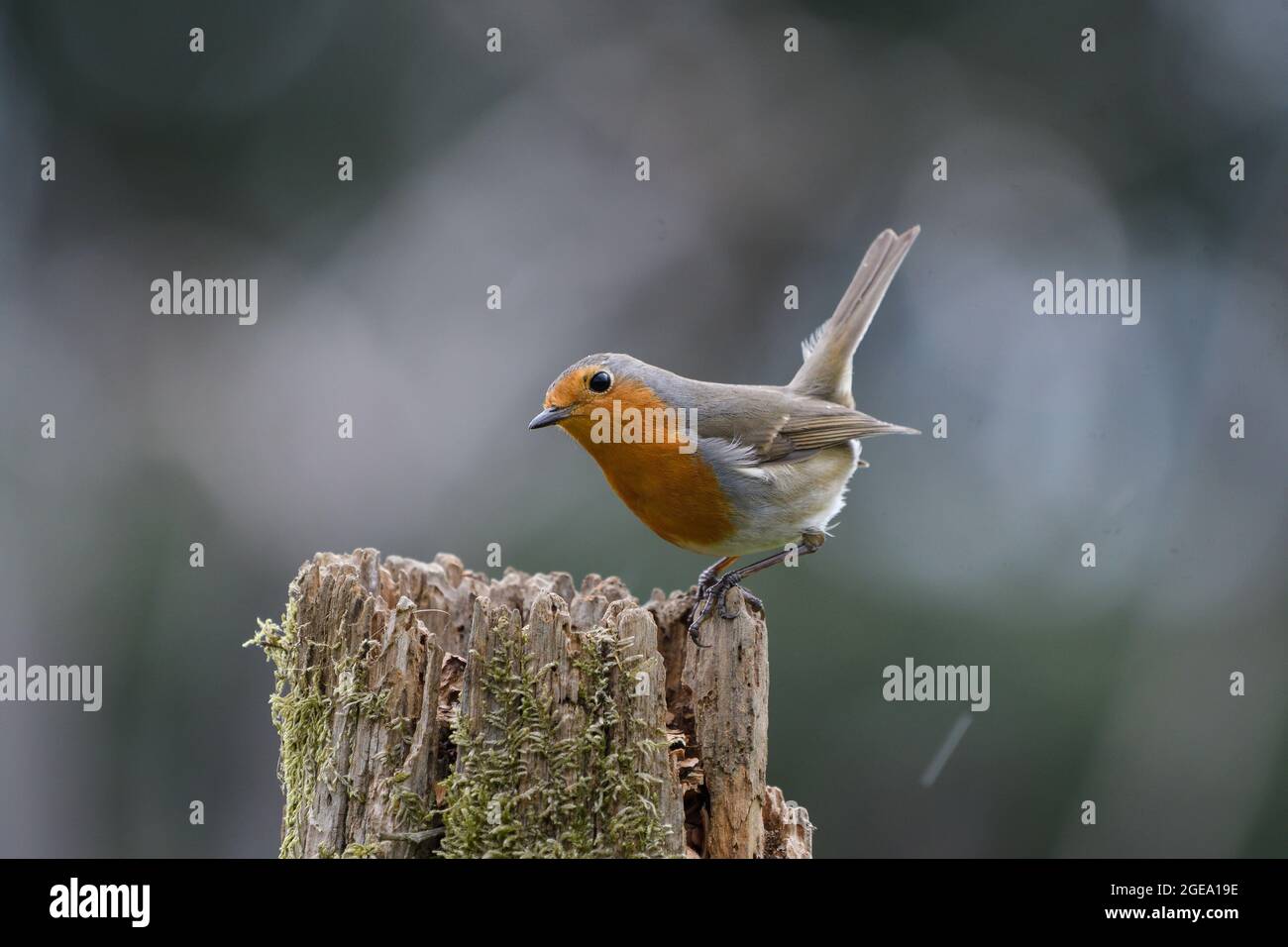 Animales robin hi-res stock photography and images - Alamy