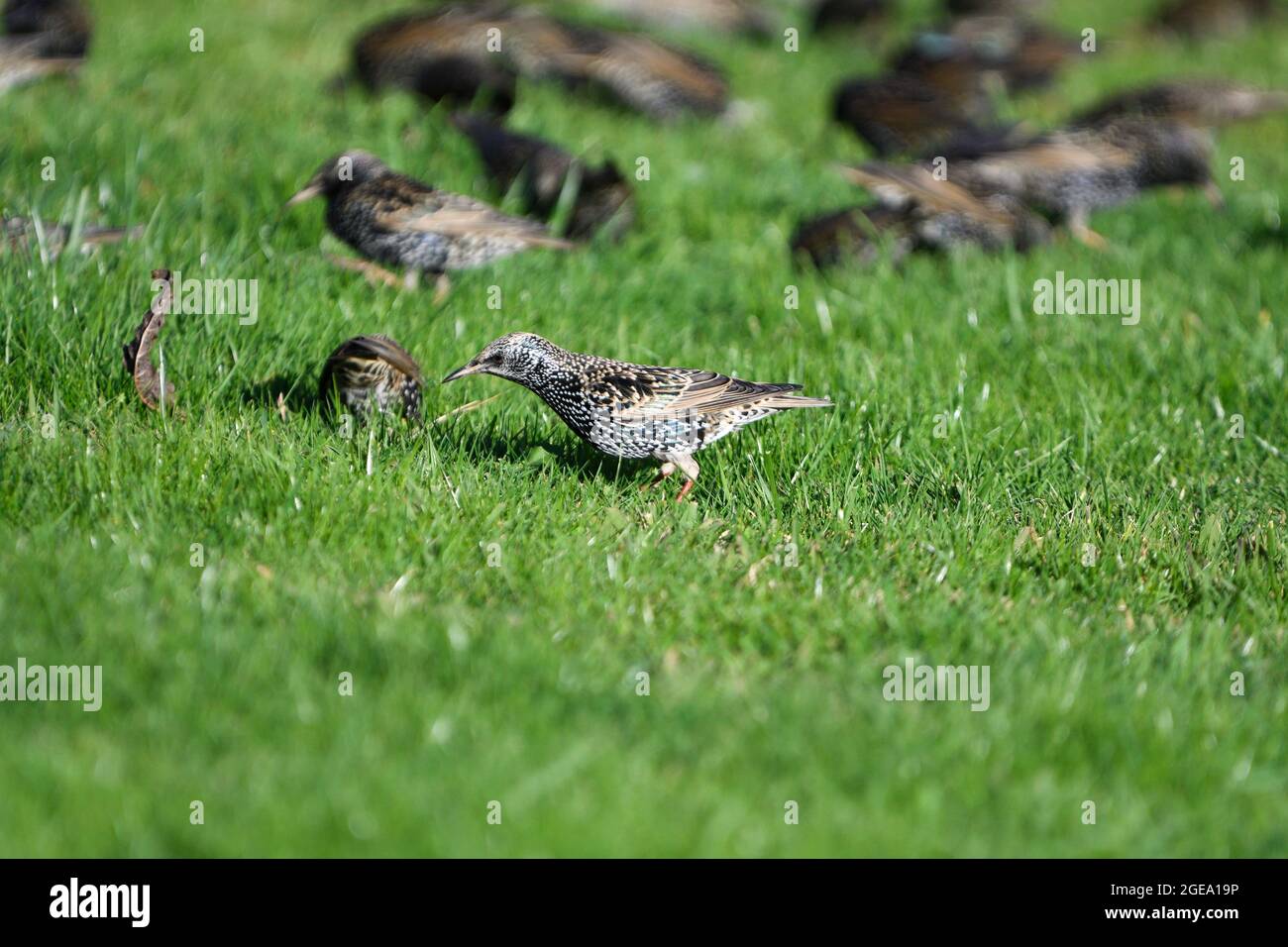 Starling on the feeding ground hi-res stock photography and images - Alamy