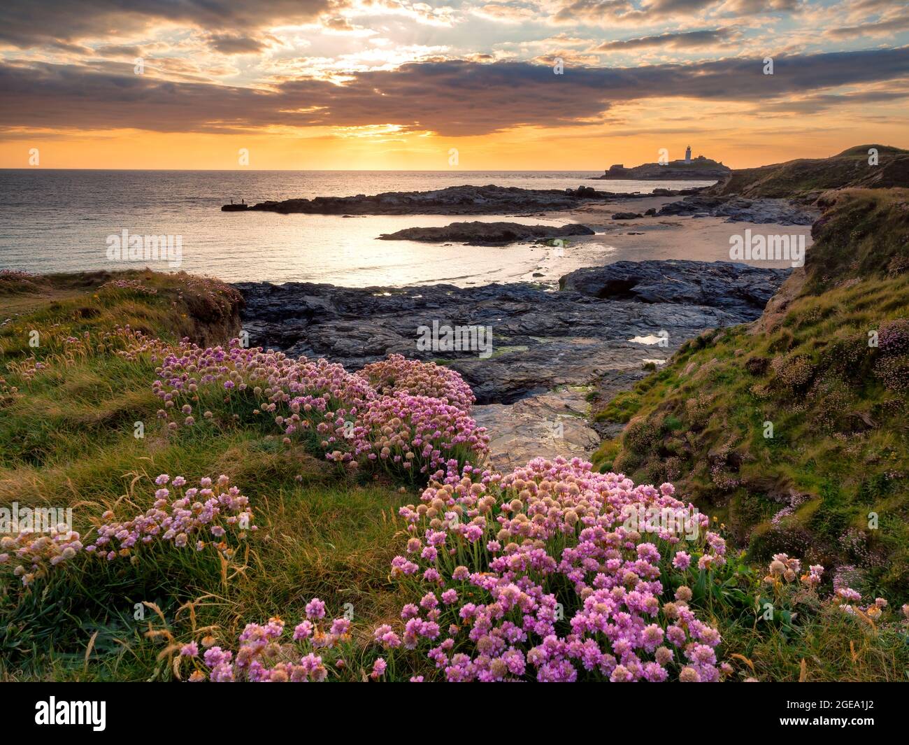 Sea Pink covered cliffs looking out to sea at sunset Stock Photo - Alamy