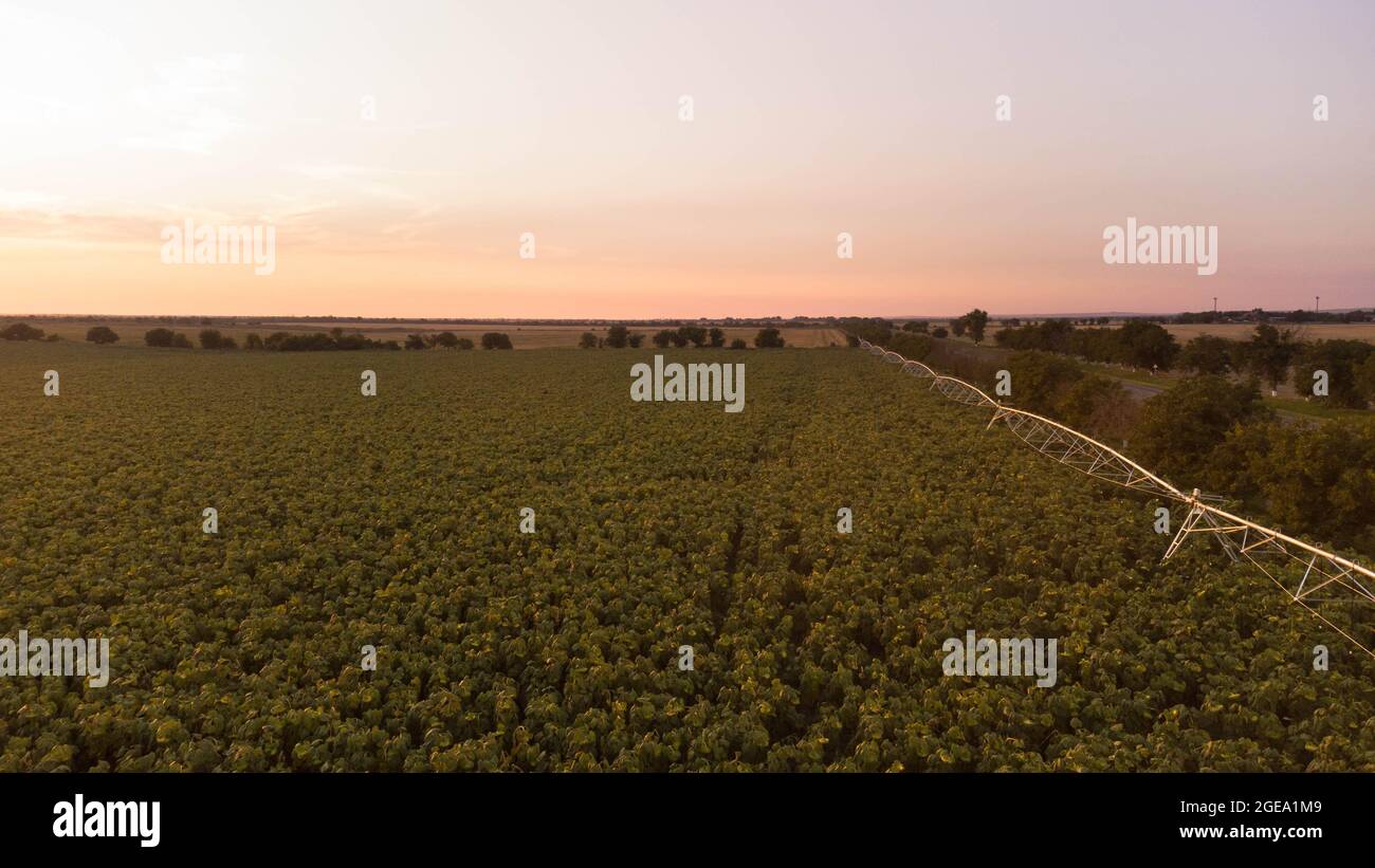 Ripe sunflower field view from a drone at sunset, aerial photography ...