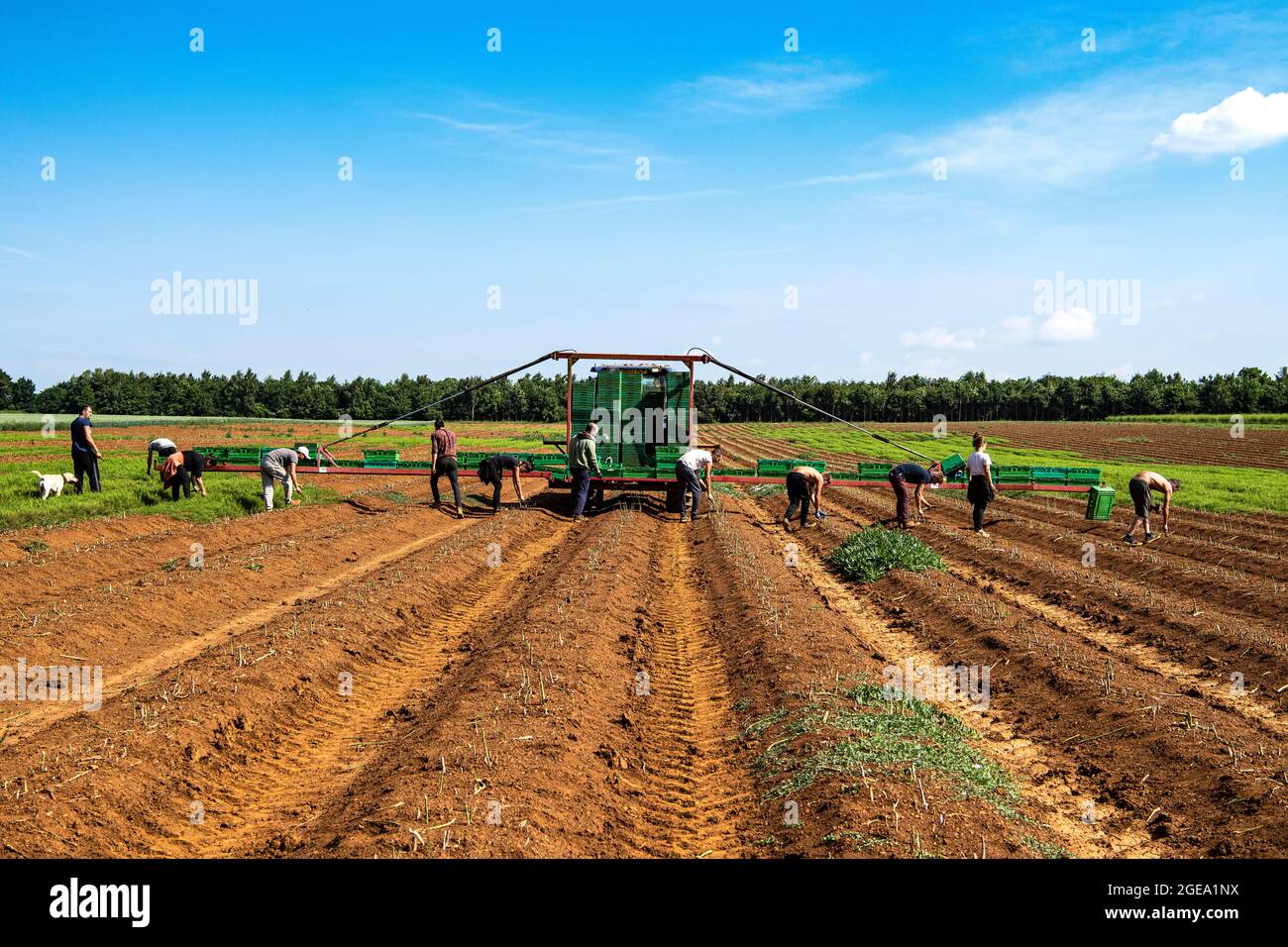 Asparagus farm hi-res stock photography and images - Alamy