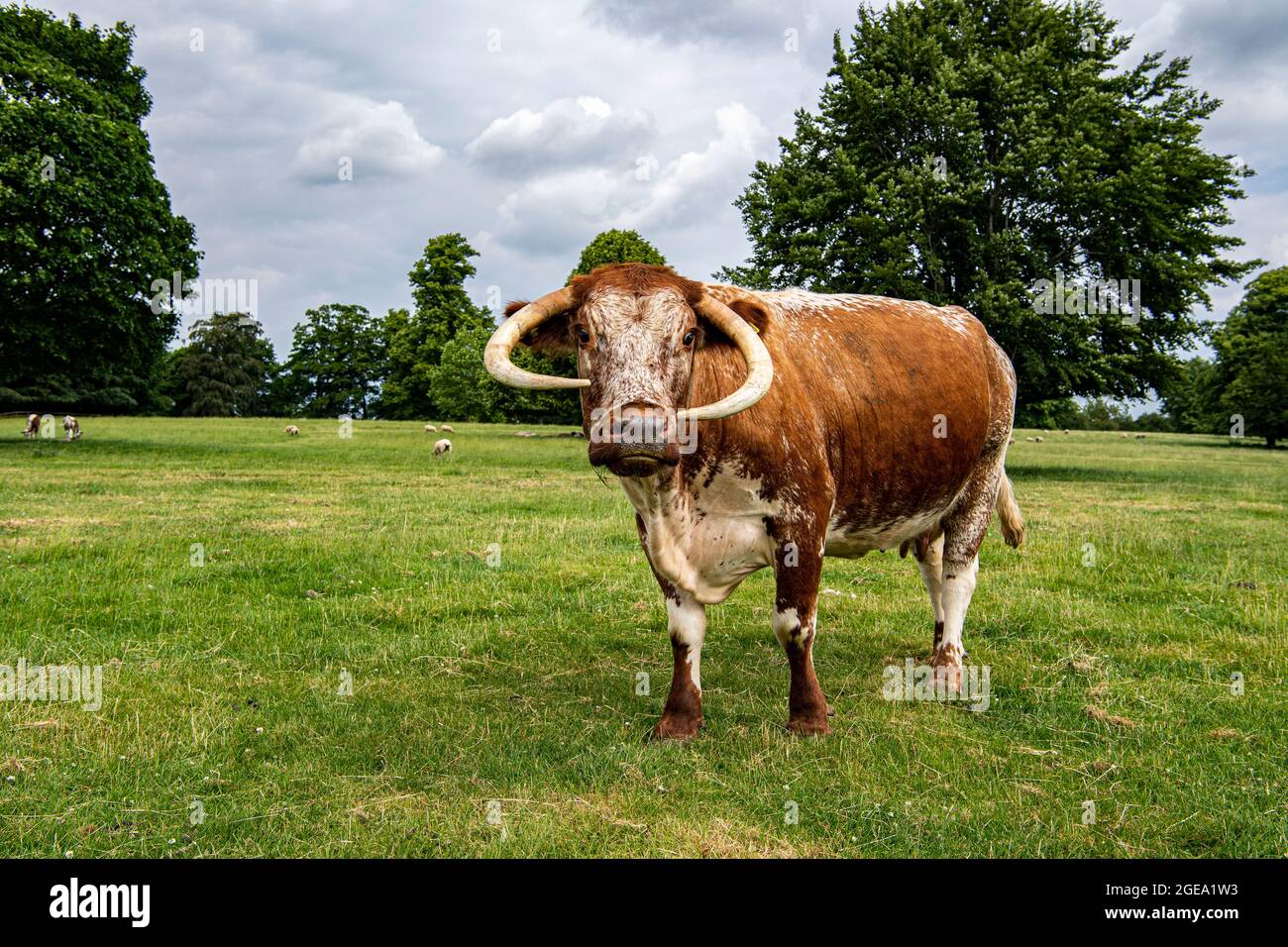 English longhorn hi-res stock photography and images - Alamy
