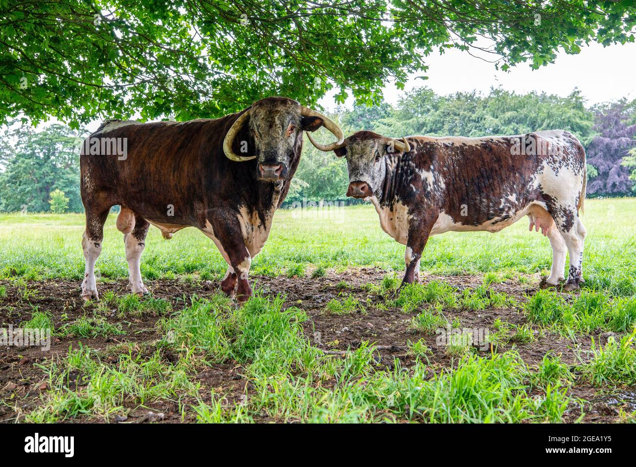 Two English Longhorns standing beneath a tree on a rural English farm ...