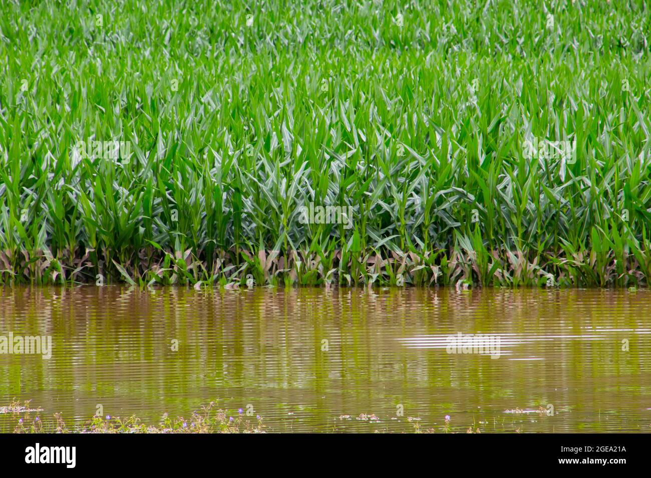 Flooded corn field after heavy rain in summer Stock Photo - Alamy