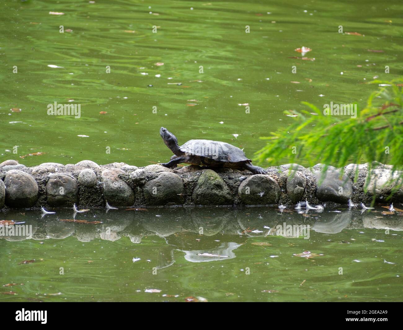 Fauna animal fauna anfibio hi-res stock photography and images - Alamy