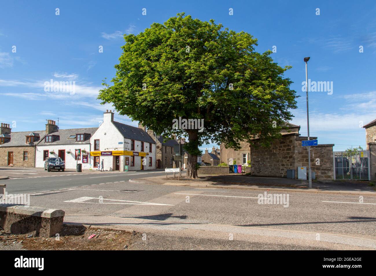 Horse Chestnut tree on a sunny day, Moss Street, town centre, Keith ...