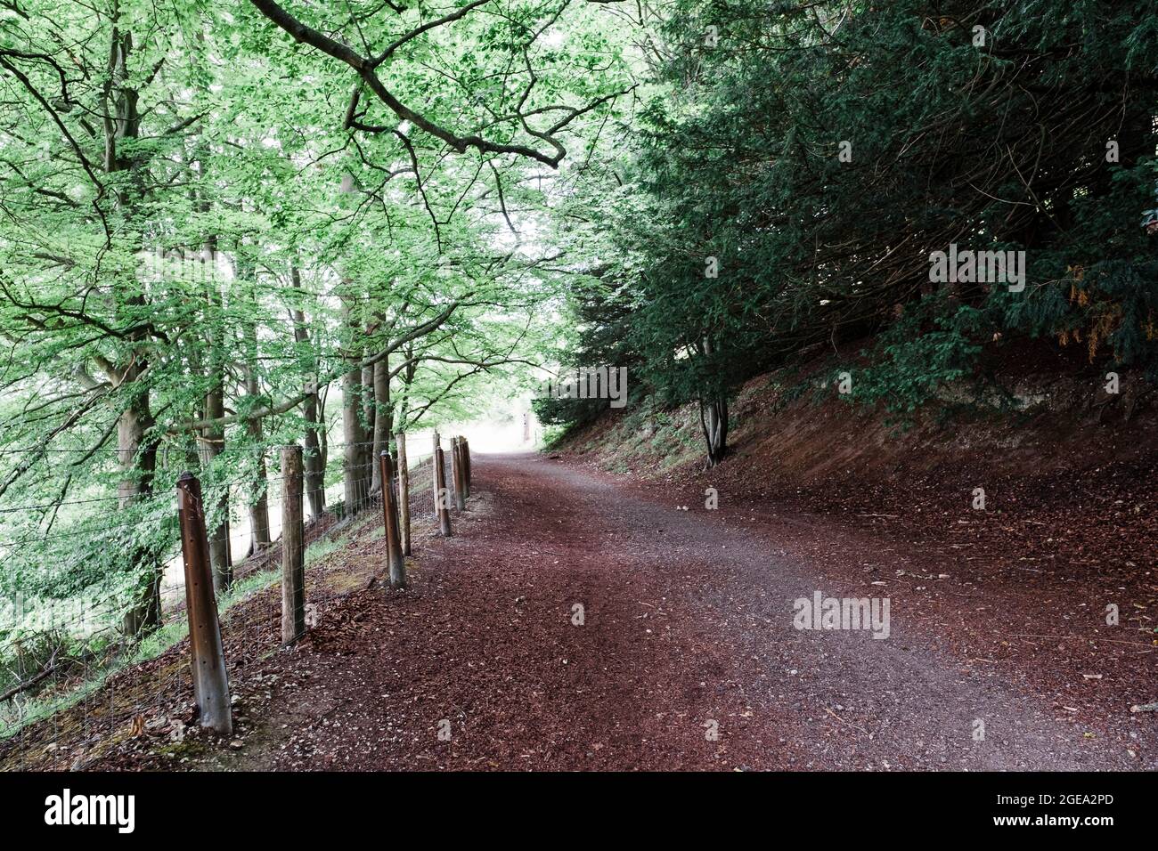 Peaceful calm woodland in hi-res stock photography and images - Alamy